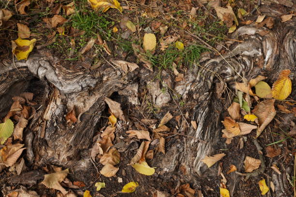 Free picture: wood, tree, nature, leaf, root, forest, oak, landscape, bark