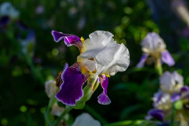 Free picture: horticulture, iris, macro, pollen, plant, nature, flower ...