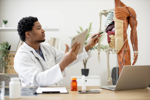 Free Stock Photo of Medical Doctor Studying the Human Body - Concept ...