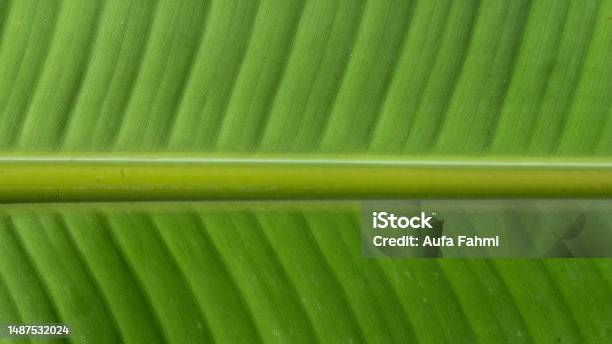 Tekstur Closeup Daun Pisang Hijau Latar Belakang Daun Pisang Foto Stok