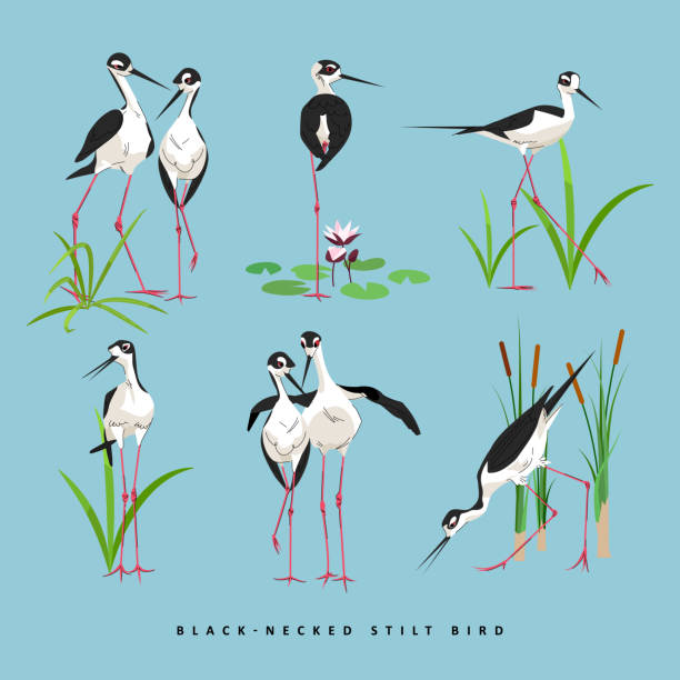 20 Black Stilt Stock Illustrations Royalty Free Vector Graphics