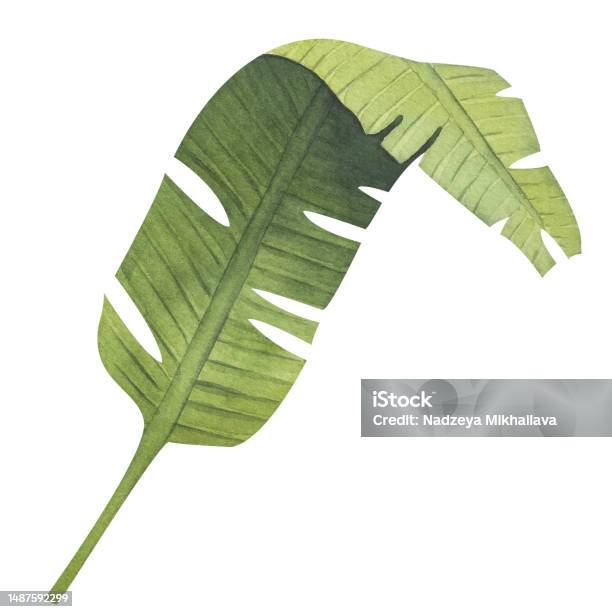 Tanaman Dedaunan Botani Tropis Yang Realistis Set Daun Pisang Hijau