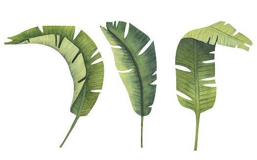 Tanaman Dedaunan Botani Tropis Yang Realistis Set Daun Pisang Hijau