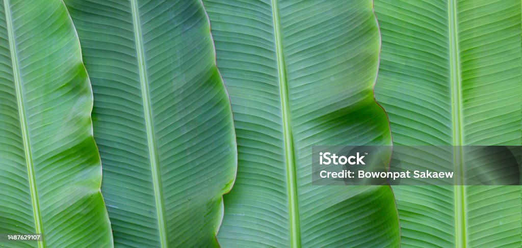Daun Pisang Segar Untuk Latar Belakang Foto Stok Unduh Gambar
