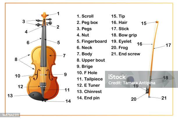 Infografis Biola Dan Busur Struktur Alat Musik Memecah Biola Bahan
