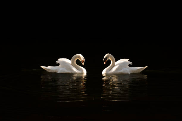 Free swan stock photos. Download the best free swan images at Freerange ...