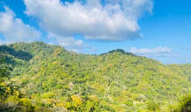 Tobago Pictures | Download Free Images on Unsplash