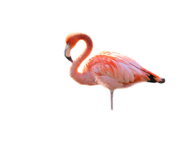 Free picture: flamingo, aquatic bird, bird, wildlife, wading bird, beak ...