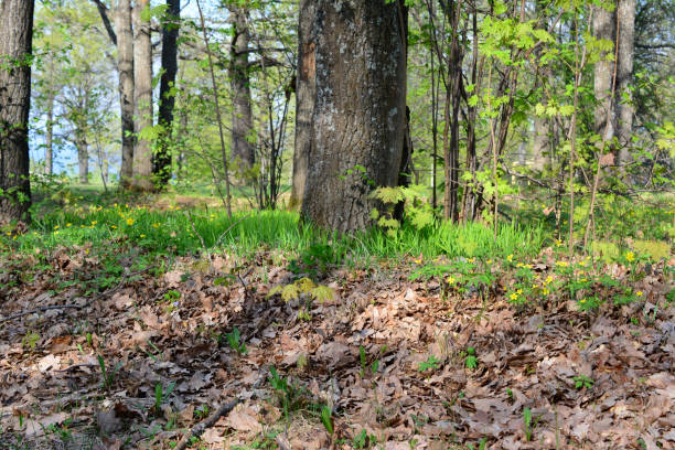 Free picture: tree, grass, nature, ground, forest, root, outdoor