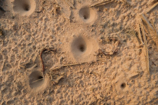 Free picture: ground, sand, beach erosion, soil, texture, dirty ...