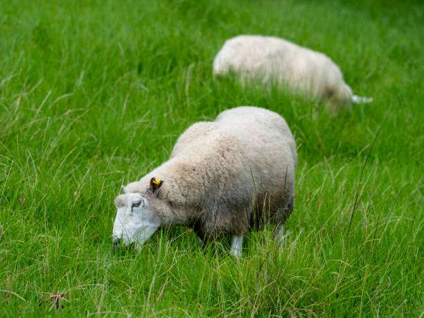 Free Stock Photo of Sheep nuzzling her lamb in the country | Download ...