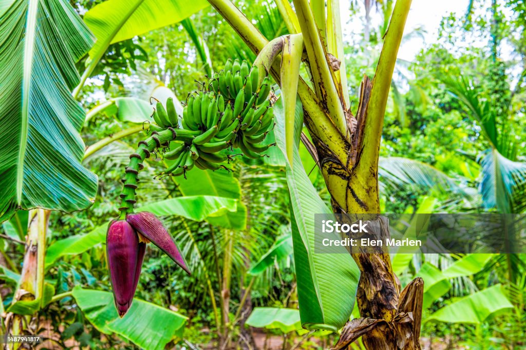 Pisang Dan Bunga Pisang Di Perkebunan Liar Hutan Hujan Di Afrika Latar Belakang Alami Hijau