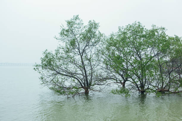 Free Stock Photo of Group of Trees Submerged in Water | Download Free ...