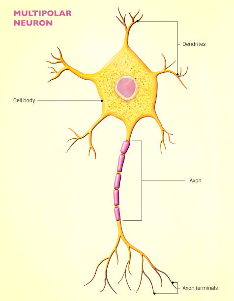 Free Stock Photo of Multipolar neuron | Download Free Images and Free ...