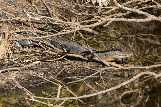 Free picture: alligator, animal, pond