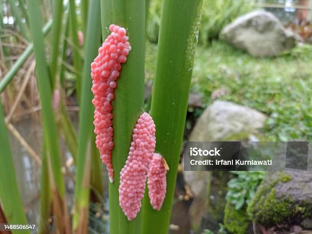 Telur Keong Mas Atau Telur Siput Apel Yang Disalurkan Menempel Pada ... Telur Keong Mas Atau Telur Siput Apel Yang Disalurkan Menempel Pada ...