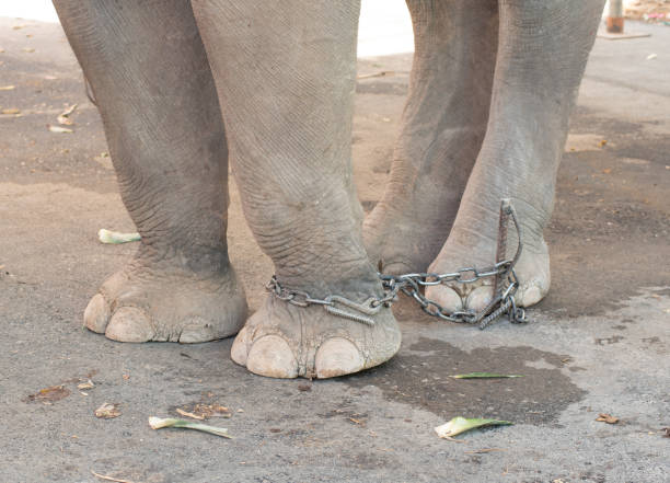 Chained Feet