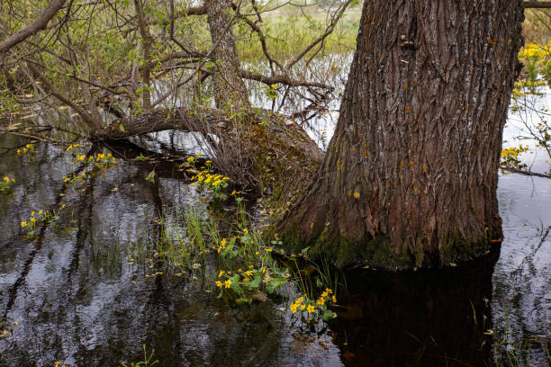 Free picture: aquatic, environment, swamp, water, landscape