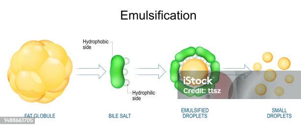 Emulsification Of Fats Lipids Digestion Stock Illustration - Download ... Emulsification Of Fats Lipids Digestion Stock Illustration - Download ...