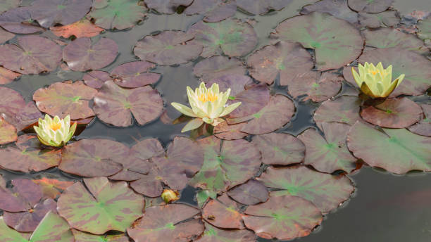 Free Stock Photo of Water Lily bloom opens | Download Free Images and ...
