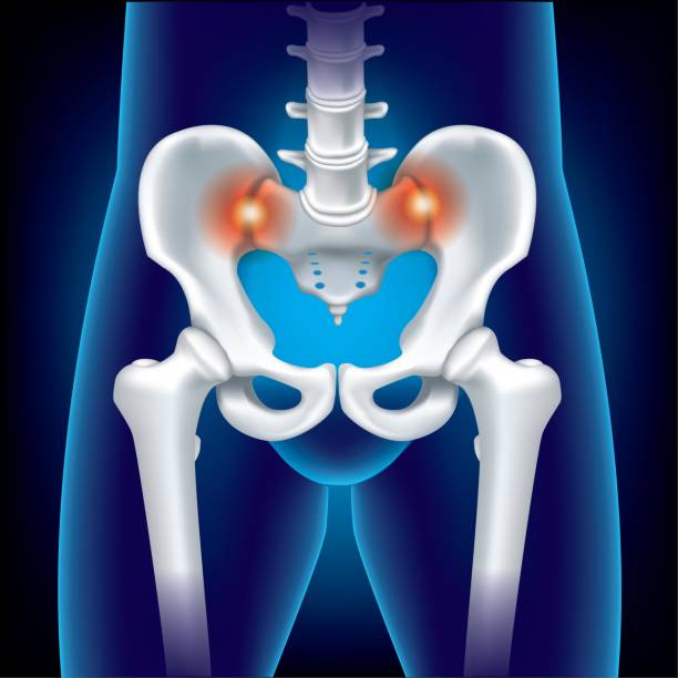 3d Hip Bone Anatomy