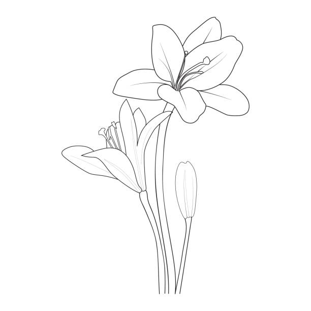 Simple Lily Outline