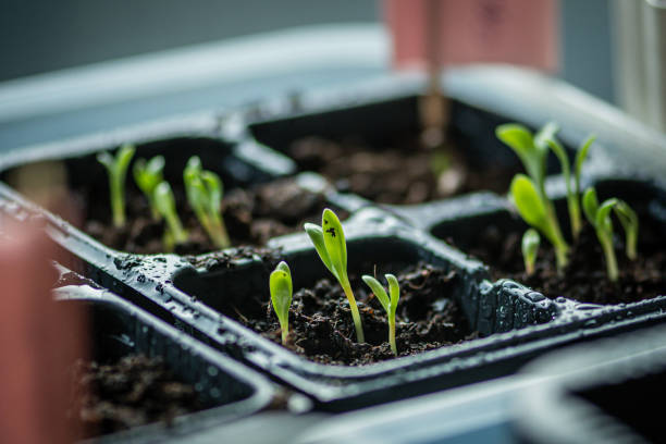 800+ Free Seedling & Sprout Images - Pixabay