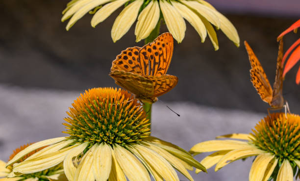 Free Stock Photo of Monarch Butterfly Perched on a Coneflower ...