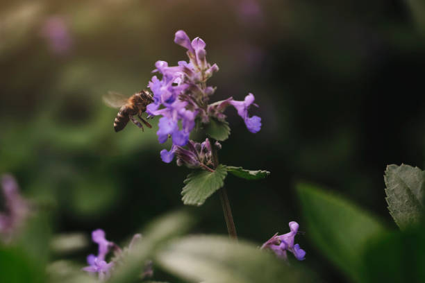 220+ Linda Bees Stock Photos, Pictures & Royalty-Free Images - iStock 220+ Linda Bees Stock Photos, Pictures & Royalty-Free Images - iStock