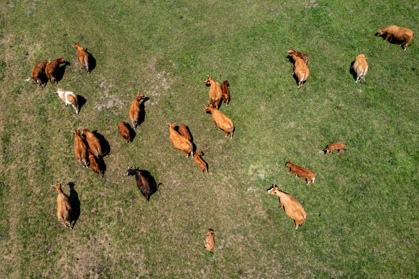 Free Stock Photo of Aerial view of cows in a grass field | Download ...