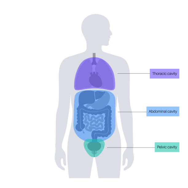 20 Groin Anatomy Male Silhouettes Illustrations Royalty Free Vector Graphics And Clip Art Istock