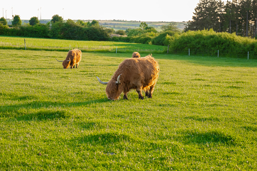 Scottish Cows Chews Grass Highland Breed Farming And Cow Breedingfurry Highland Cows Graze On