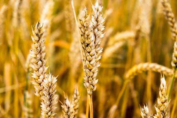 Free weath stock photos. Download the best free weath images at ...
