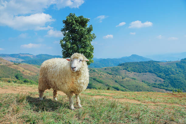Free Stock Photo of White Sheep Standing on Lush Green Hillside ...