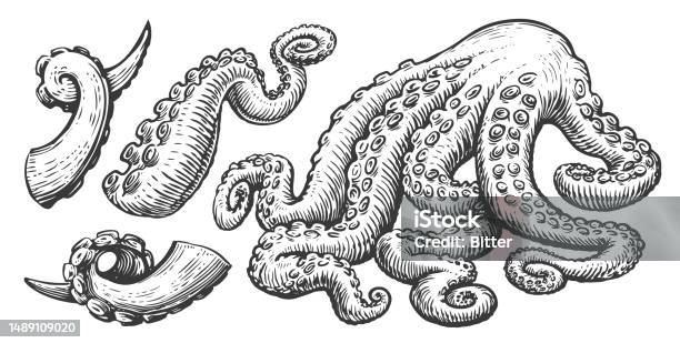 Tentakel Dengan Pengisap Gurita Cumicumi Konsep Set Seafood Ilustrasi