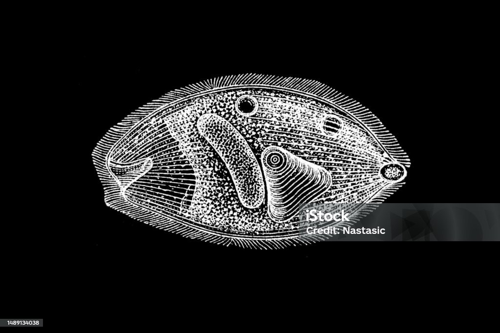 Balantidium Coli Is A Parasitic Species Of Ciliate Alveolates That