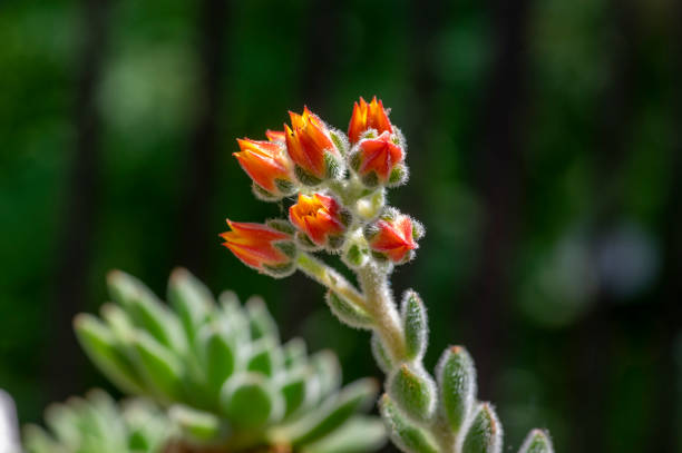 Free Stock Photo of Echeveria Setosa Mexican Firecracker Plant ...