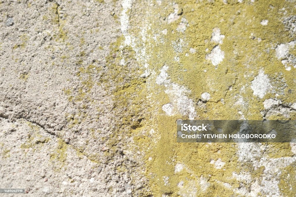 Tekstur Dinding Beton Dan Tanah Liat Materi Grafis Abuabu Dan Hijau