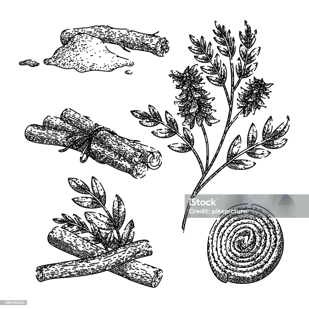 Licorice Liquorice Aromatic Set Sketch Hand Drawn Vector Stock