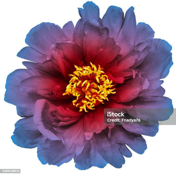 白い背景に紫色の花と切り取り道クローズ アップデザイン用自然 まぶしいのストックフォトや画像を多数ご用意 まぶしい むく毛