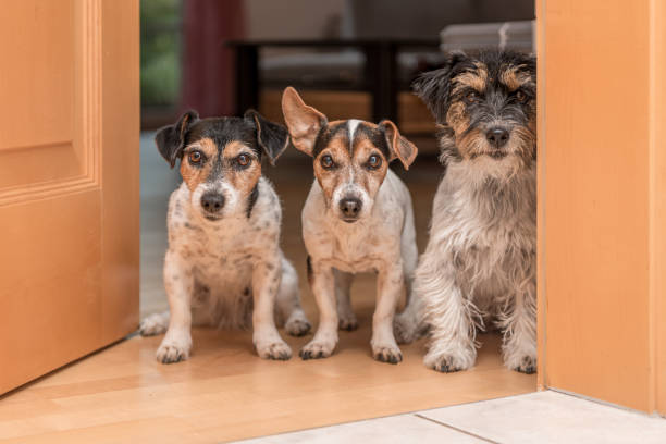 Free Stock Photo of Three Dogs Standing Together | Download Free Images ...