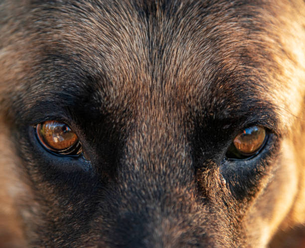Free Stock Photo of Close-up portrait angry dog | Download Free Images ...