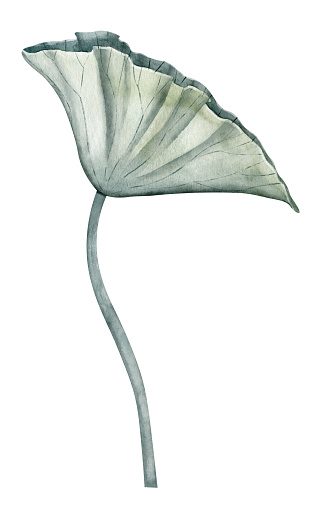 Feuille De Lotus Illustration À Laquarelle Dessinée À La Main Dune
