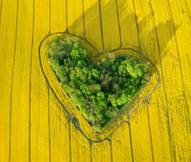 Free Stock Photo of Heart Shaped Tree in Field | Download Free Images ...