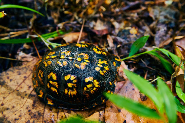 Free Stock Photo of Eastern Box Turtle on Hard Surface | Download Free ...