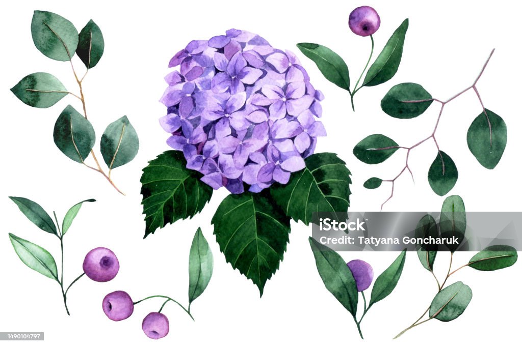 水彩画アジサイの花とユーカリの葉のセット白い背景に紫色の花と緑の葉 アジサイのベクターアート素材や画像を多数ご用意 アジサイ