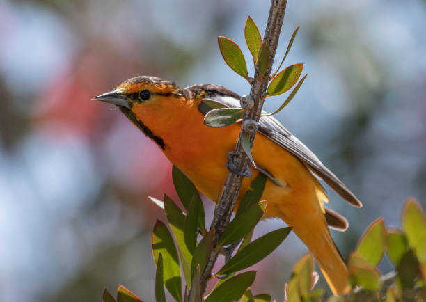 Free picture: up-close, bullocks, oriole, bird, sitting, tree, branch
