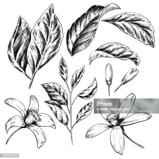 Daun Lemon Dan Bunga Sketsa Tinta Ilustrasi Vintage Botani Ilustrasi ... Daun Lemon Dan Bunga Sketsa Tinta Ilustrasi Vintage Botani Ilustrasi ...