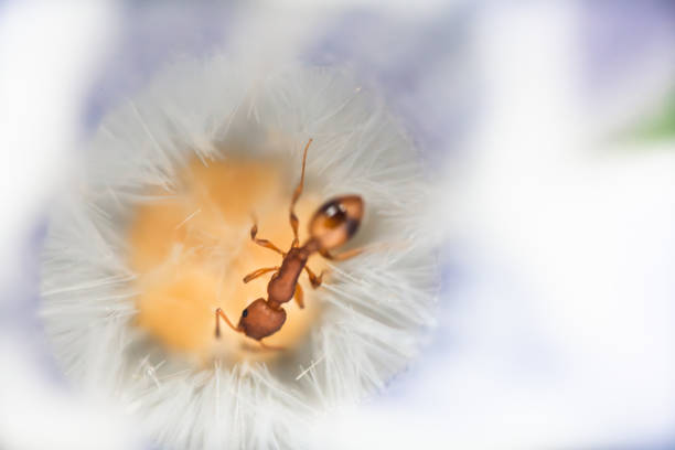 Free picture: ants, beautiful flowers, close-up, insect, pinkish ...