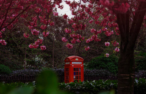 Free Stock Photo of Red UK telephone box with blooming tree | Download ...